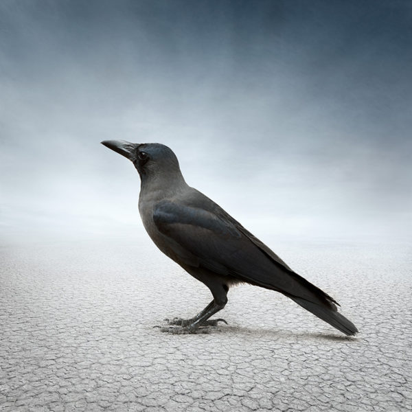 Alice Zilberberg – Surrealism Today