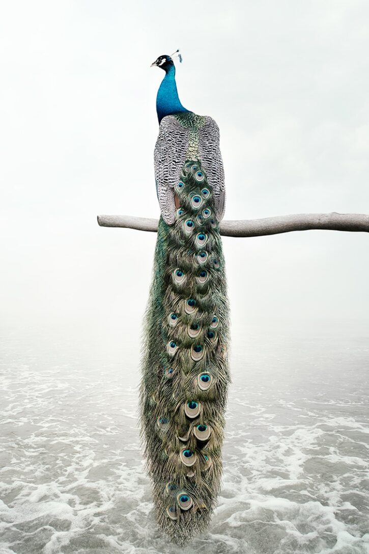 Alice Zilberberg – Surrealism Today