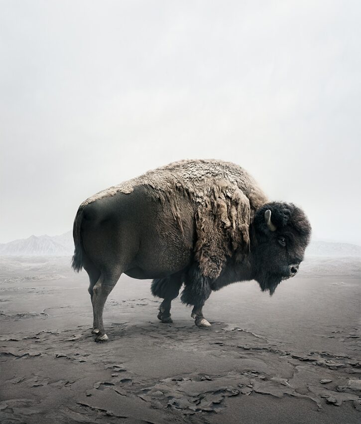 Alice Zilberberg – Surrealism Today